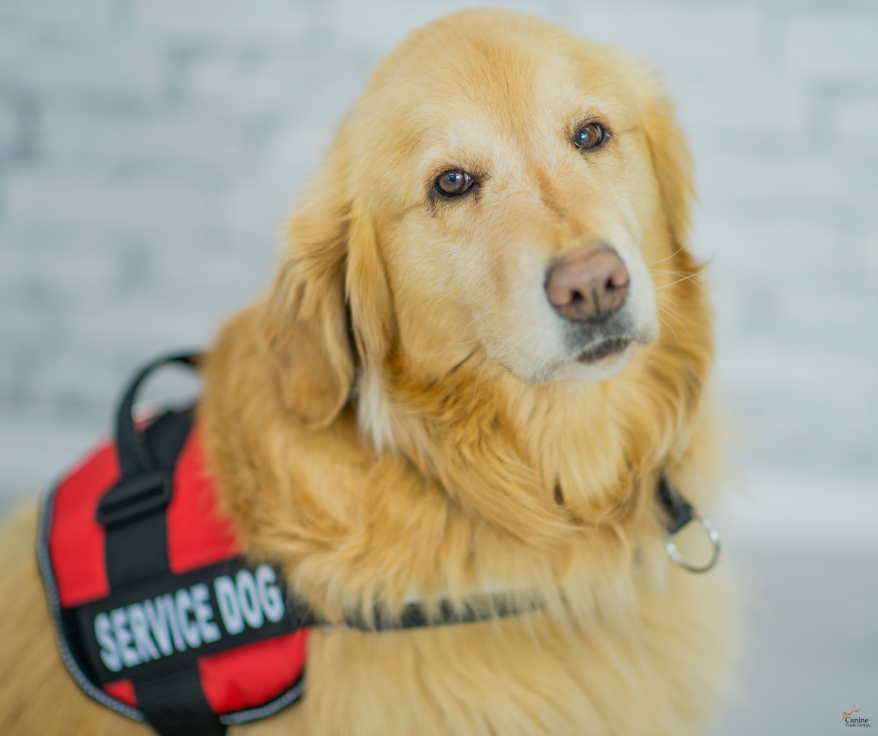 Service Dog Training in Portland | Become a Service Dog