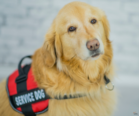 Service Dog Training in Portland | Become a Service Dog